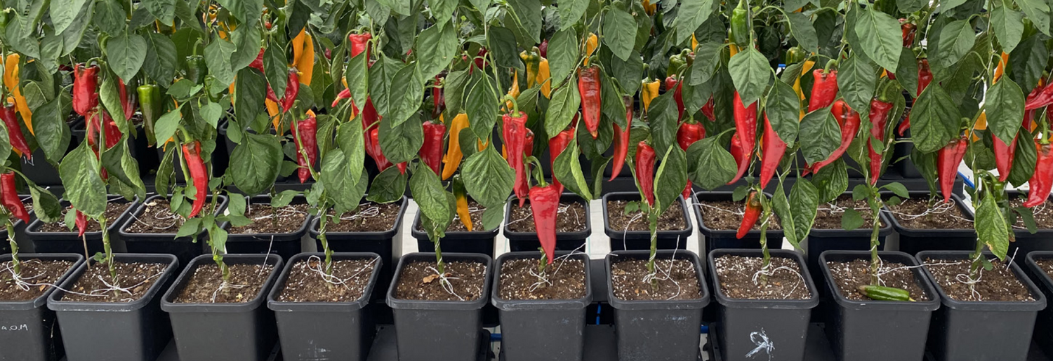 Autopot: Self-Watering Hydroponic Garden – TH