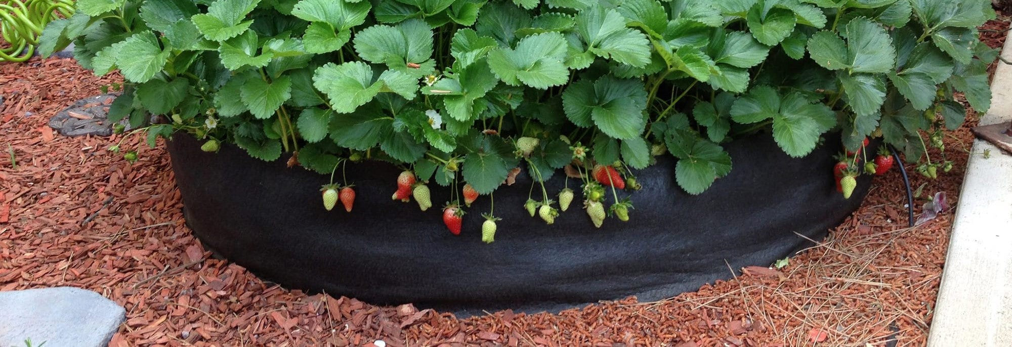 Taproot Hydroponics | Fabric Pots | Air Pruning Pots – TH