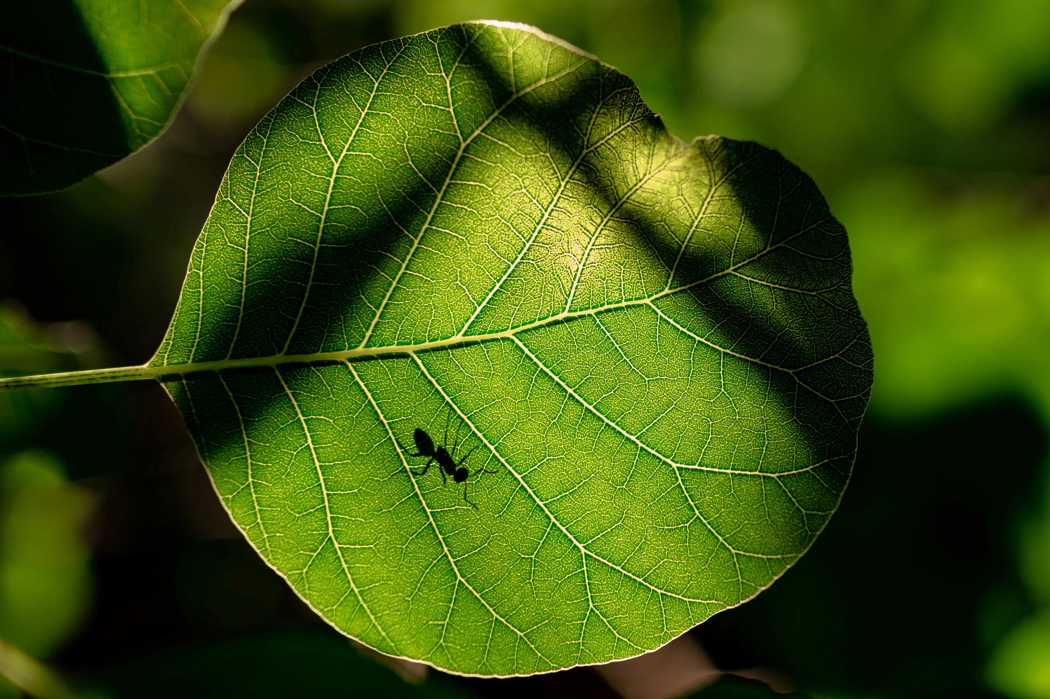 Taproot Hydroponics | Garden Pest Control – TH