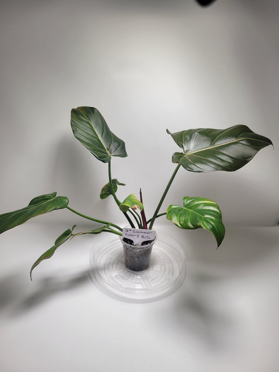 Taproot Hydroponics & Organics | Hydro Store | Grow Shop