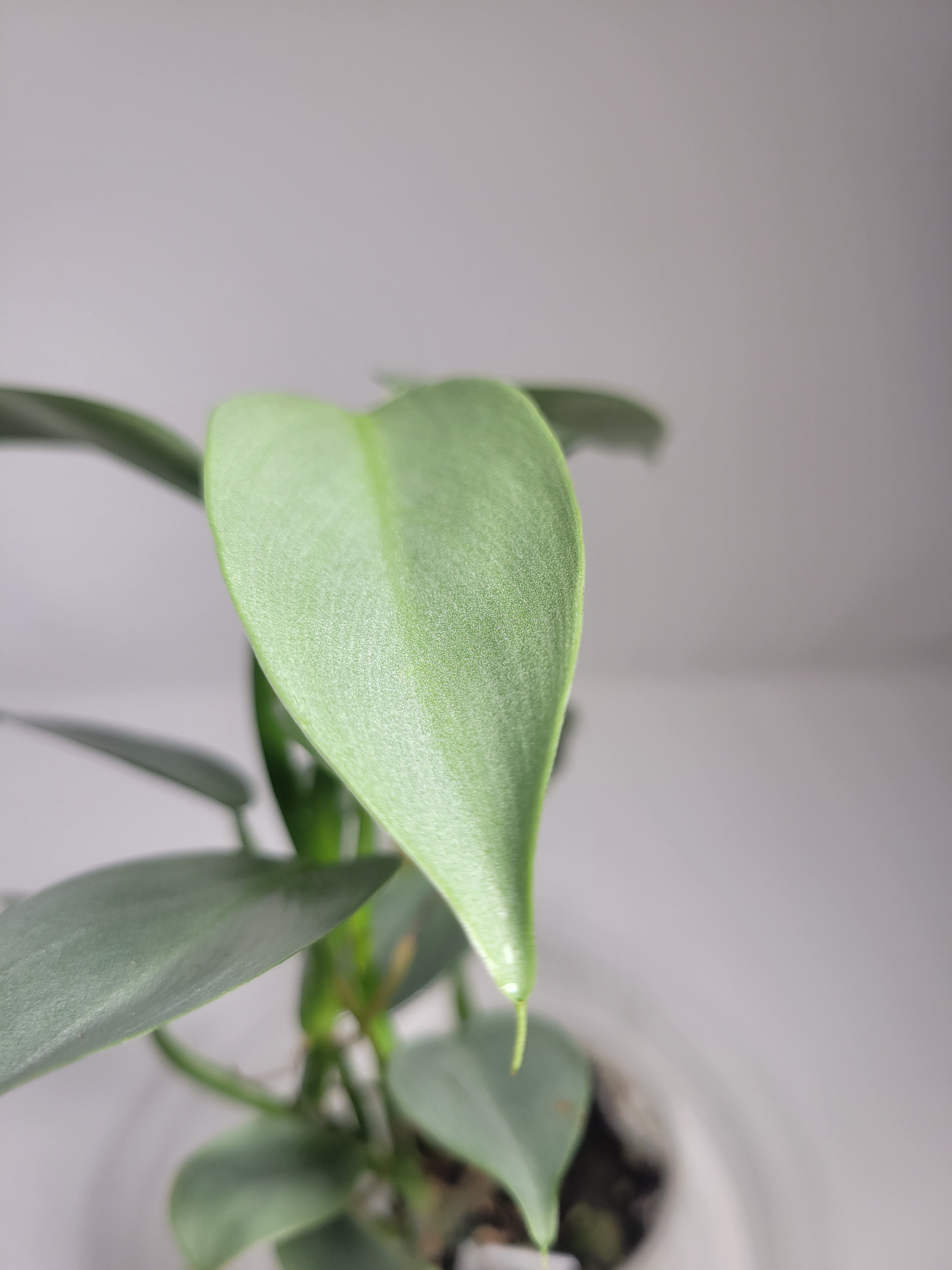 Taproot Hydroponics & Organics | Hydro Store | Grow Shop